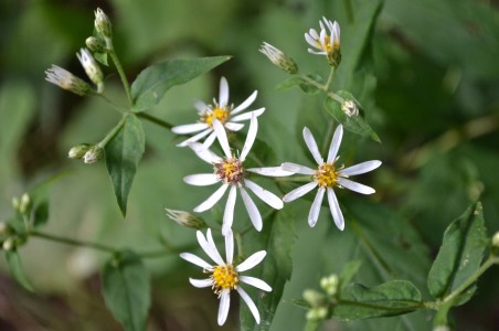 White Wood Aster - Watching for WildflowersWatching for Wildflowers