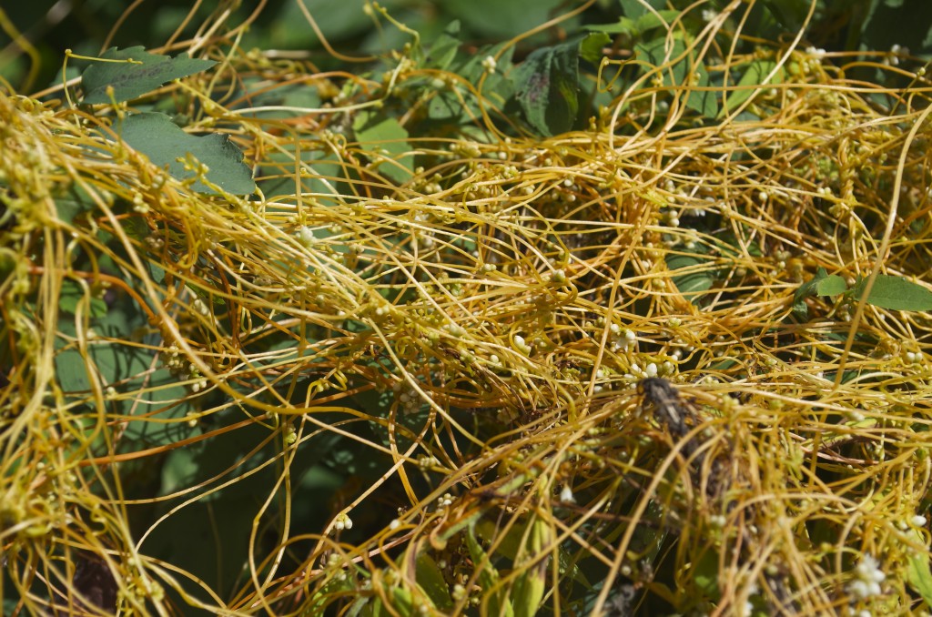 Dodder - Watching for WildflowersWatching for Wildflowers