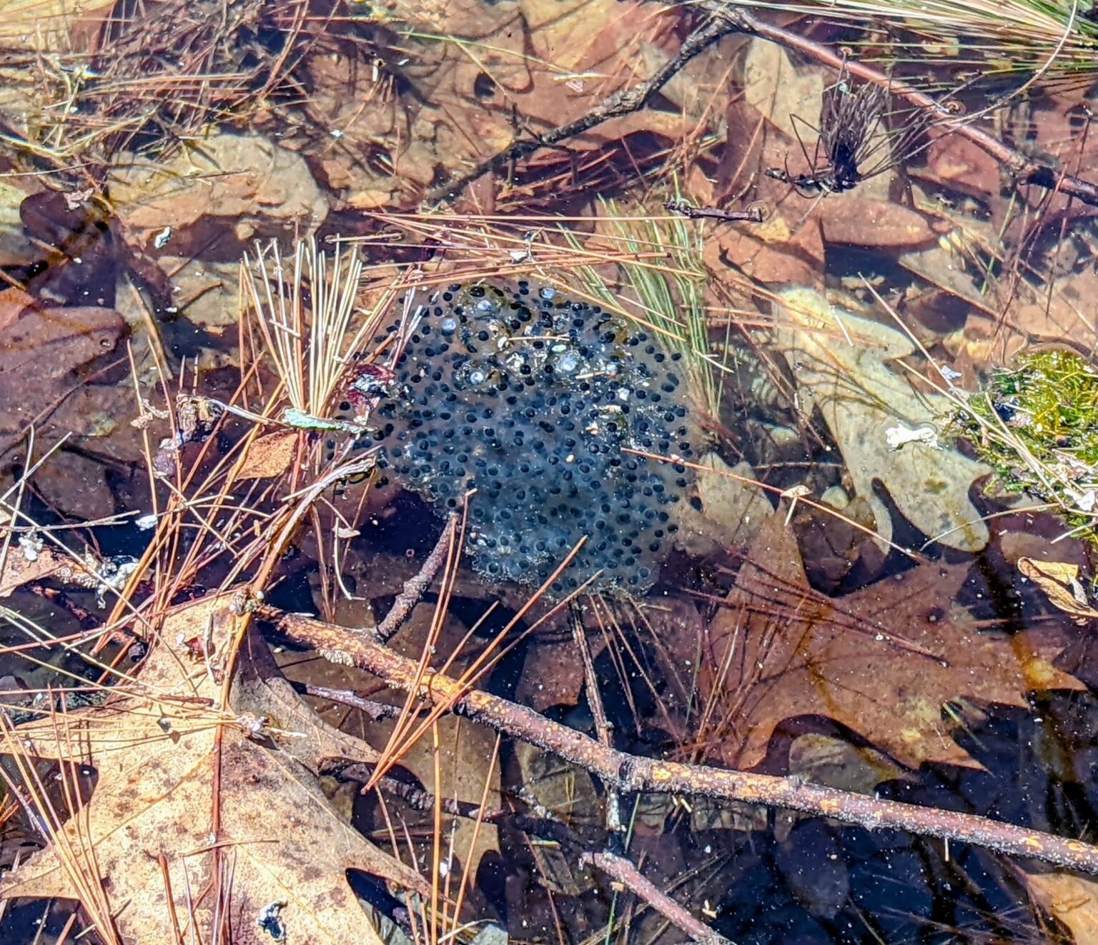 Wood frog eggs in a vernal pool - Watching for WildflowersWatching for ...